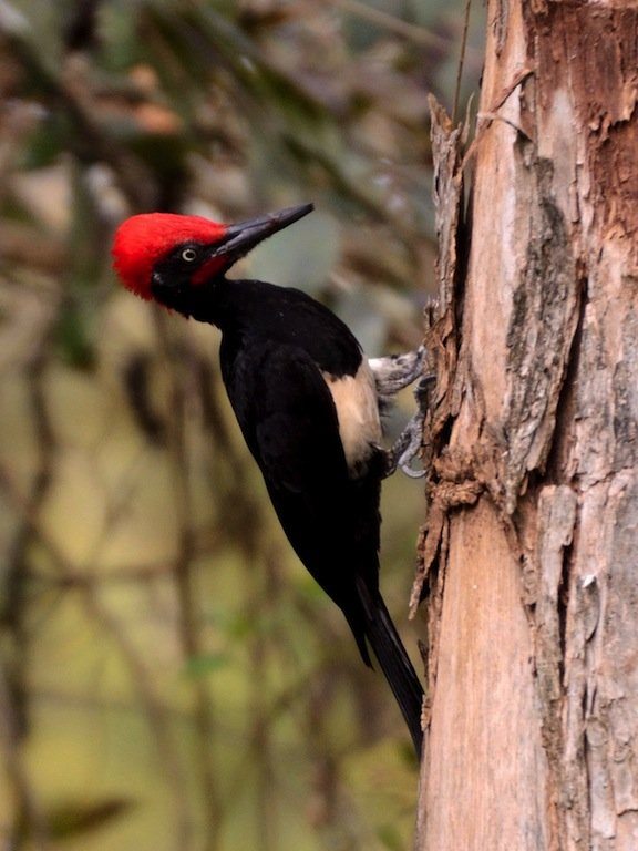 At Tholpetty Wildlife Sanctuary Wayanad, Kerala for a wildlife safari