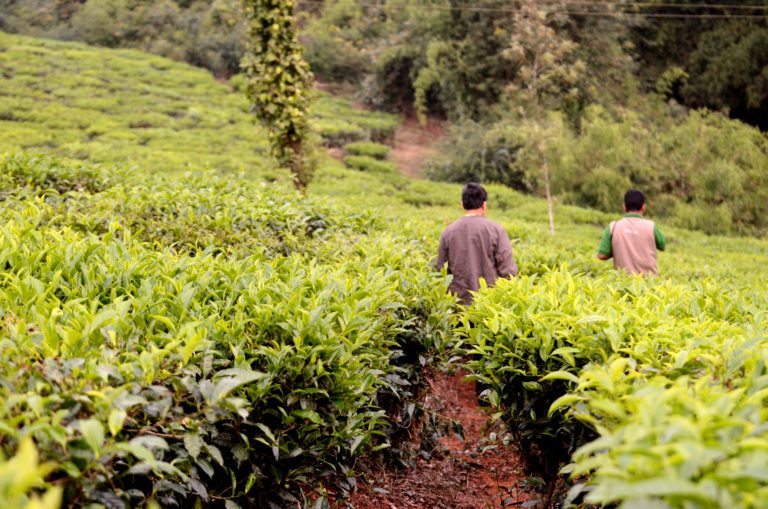 Glenlorna tea estate in Coorg