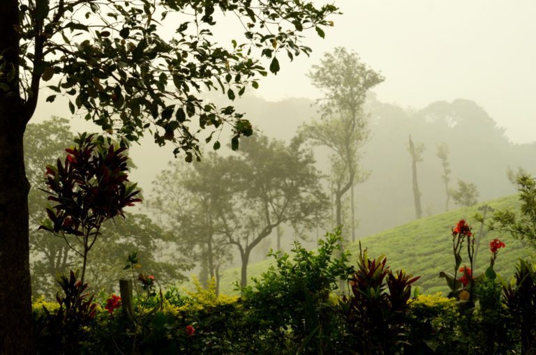 Glenlorna tea estate in Coorg