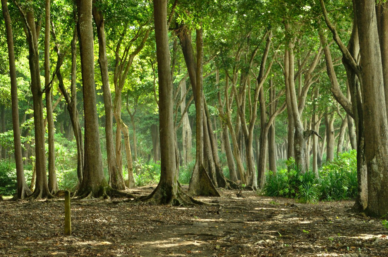 Holiday at Havelock Island Andamans