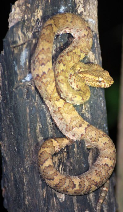 Ten reasons why you must visit Western Ghats in India