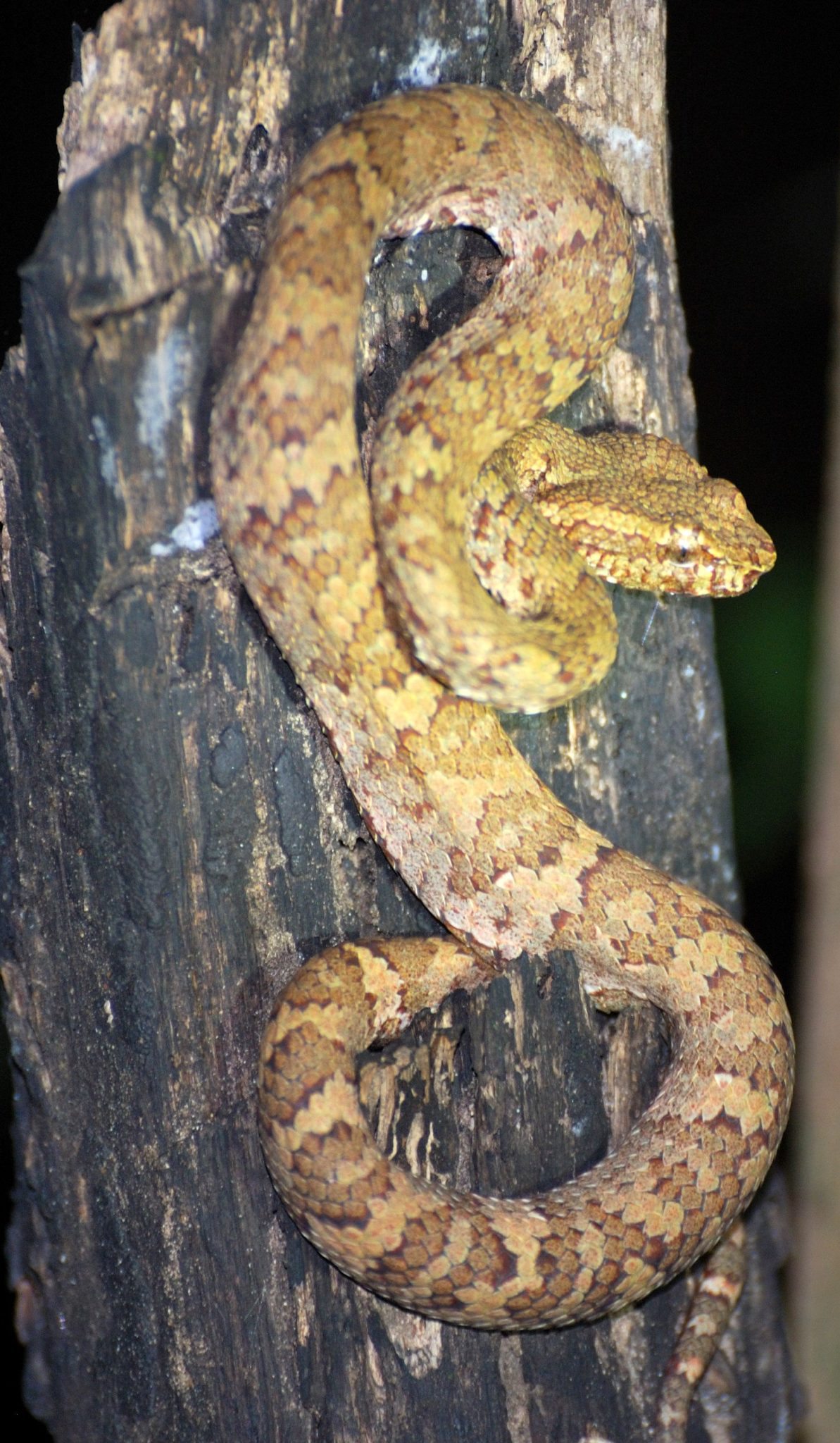 Ten reasons why you must visit Western Ghats in India