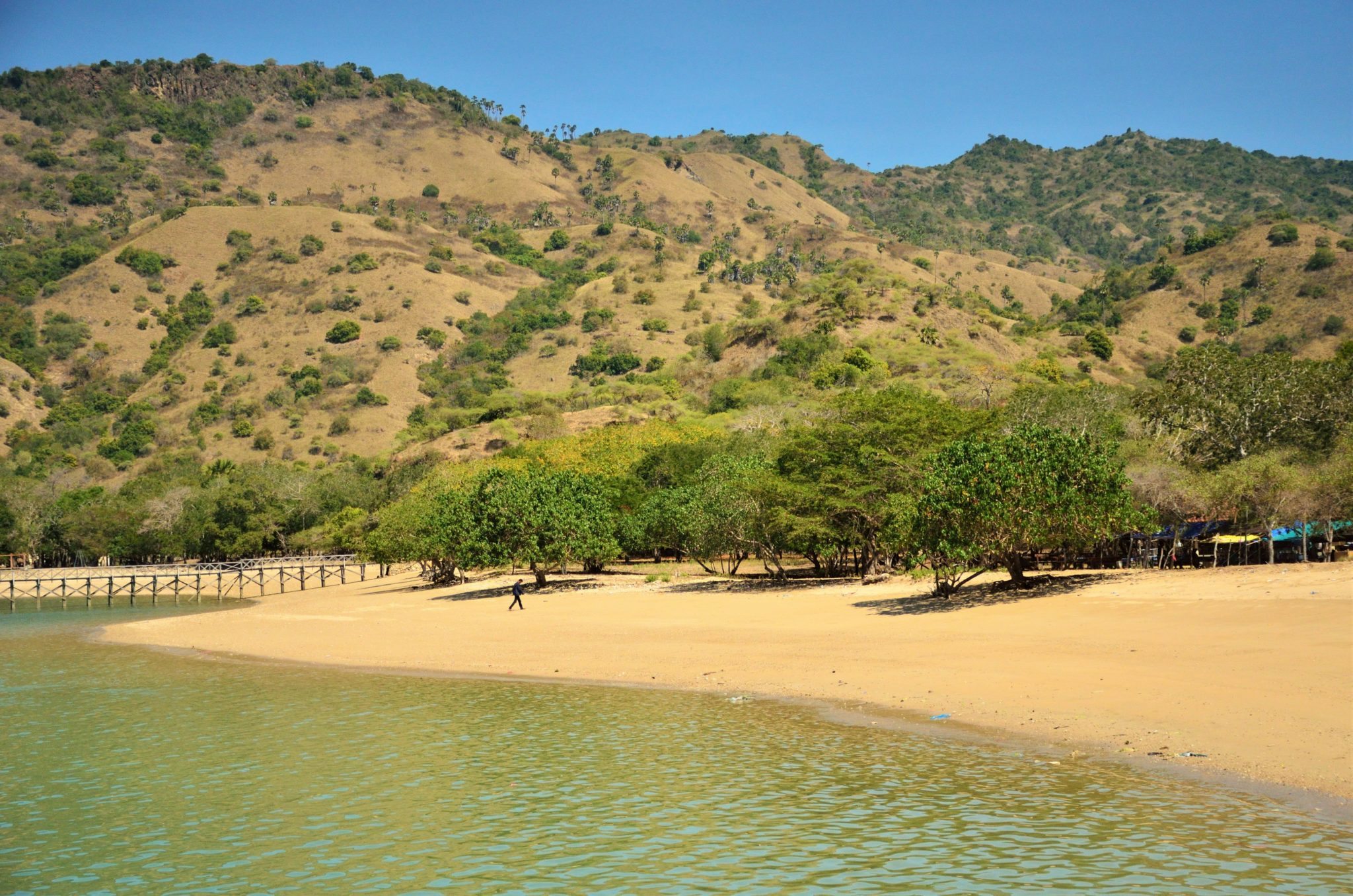 Sighting Komodo Dragon at Komodo National Park at Komodo Island