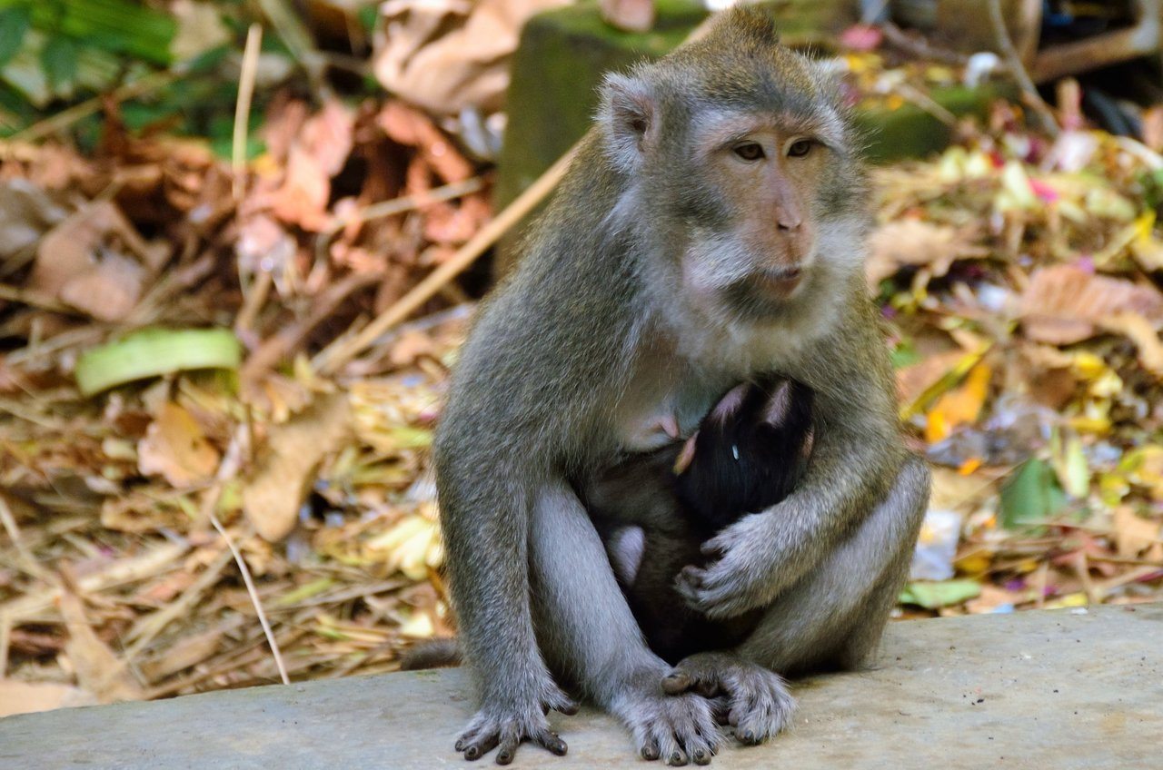 Monkey Forest Bali tour