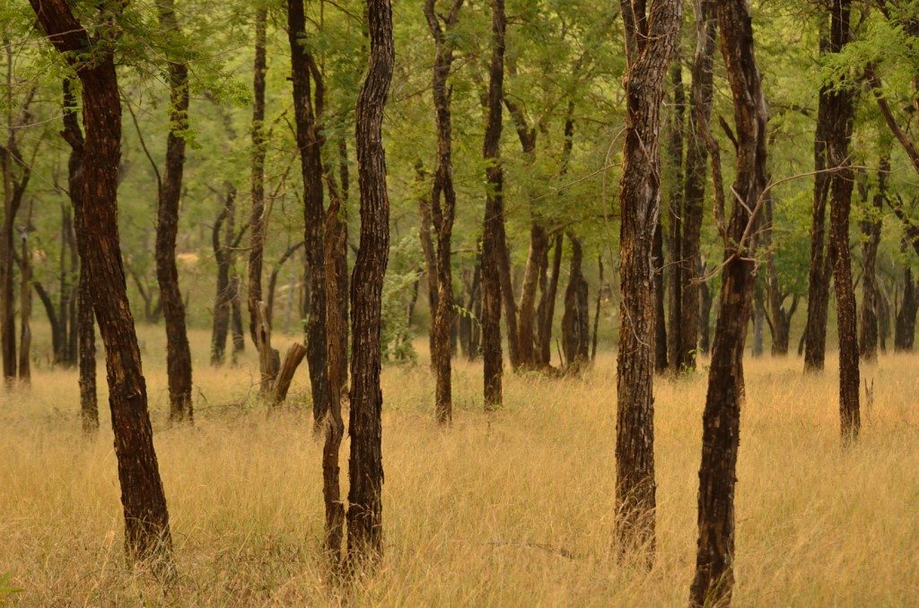A wildlife safari in lesser known tiger reserves in Madhya Pradesh