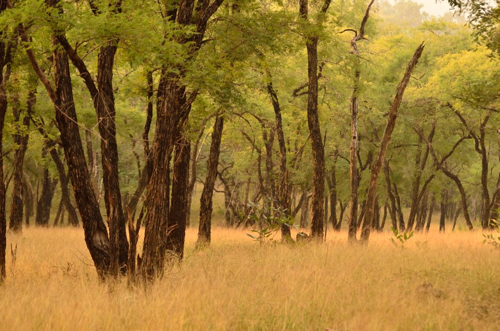 Panna National Park safari- Searching for wild cats in Panna Tiger Reserve