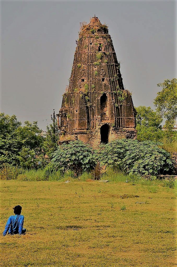 Mohan the white tiger of Rewa in Madhya Pradesh