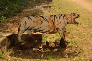 Mohan the white tiger of Rewa in Madhya Pradesh