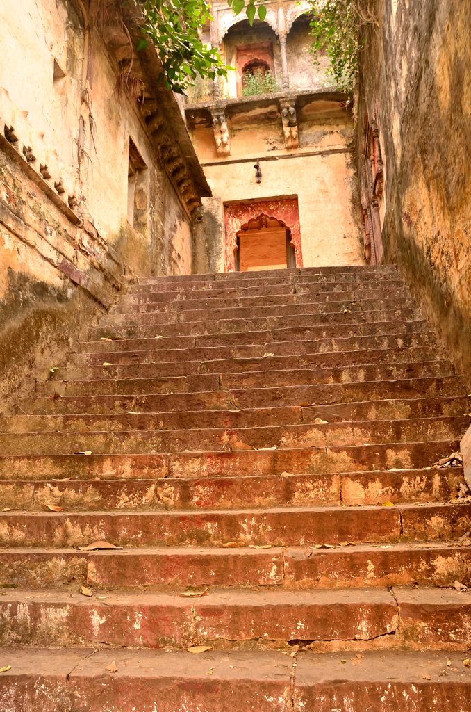 Mohan the white tiger of Rewa in Madhya Pradesh