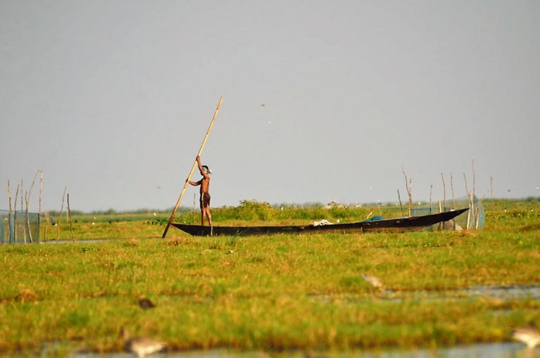 Bird watching in Mangalajodi in Chilika lake