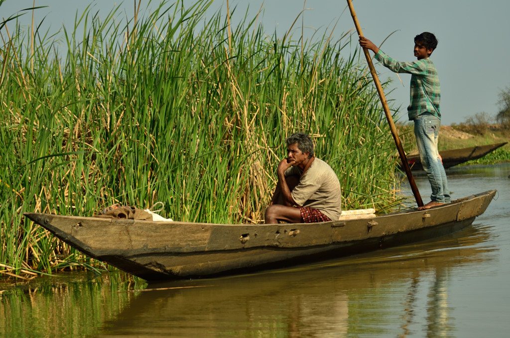 Bird watching in Mangalajodi in Chilika lake