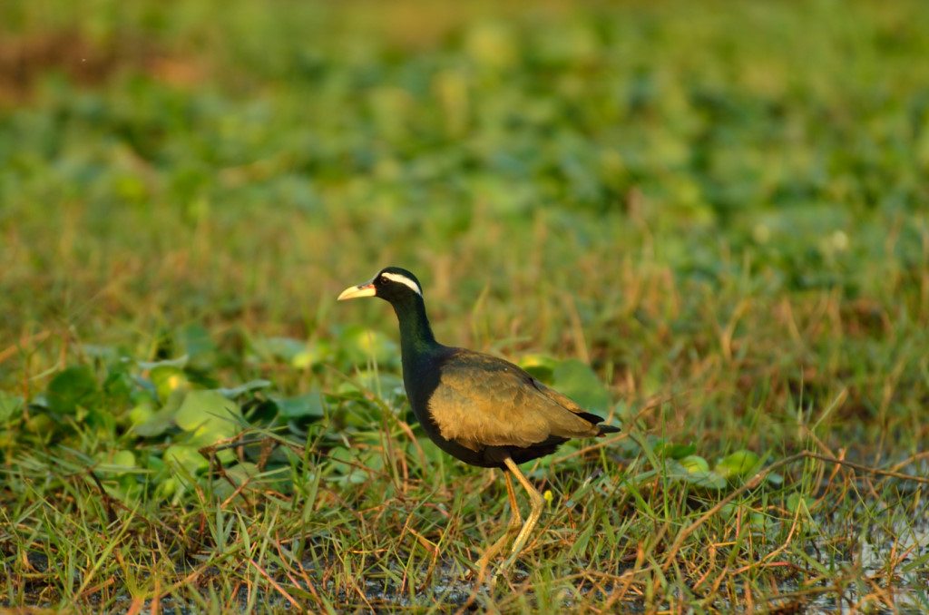 Bird watching in Mangalajodi in Chilika lake