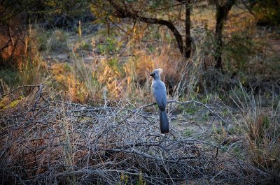 Hluhluwe Umfolozi Game Reserve - A wildlife safari in South Africa