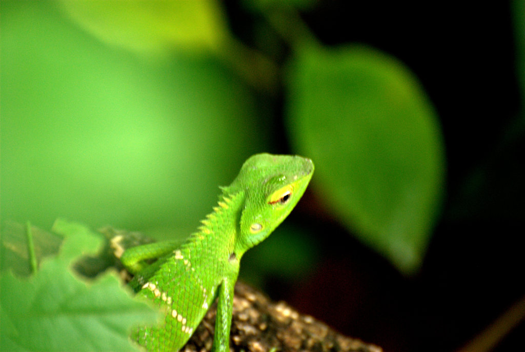 Wild Goa - Goa Beyond the beaches