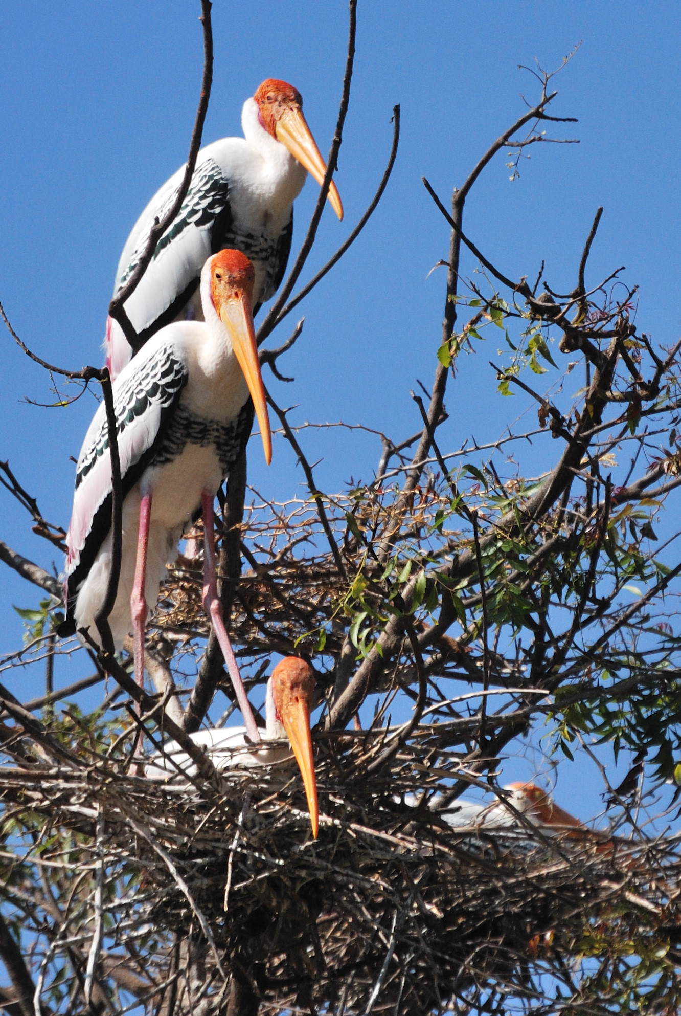 Kaggaladu Bird Sanctuary - A community protects painted stork birds