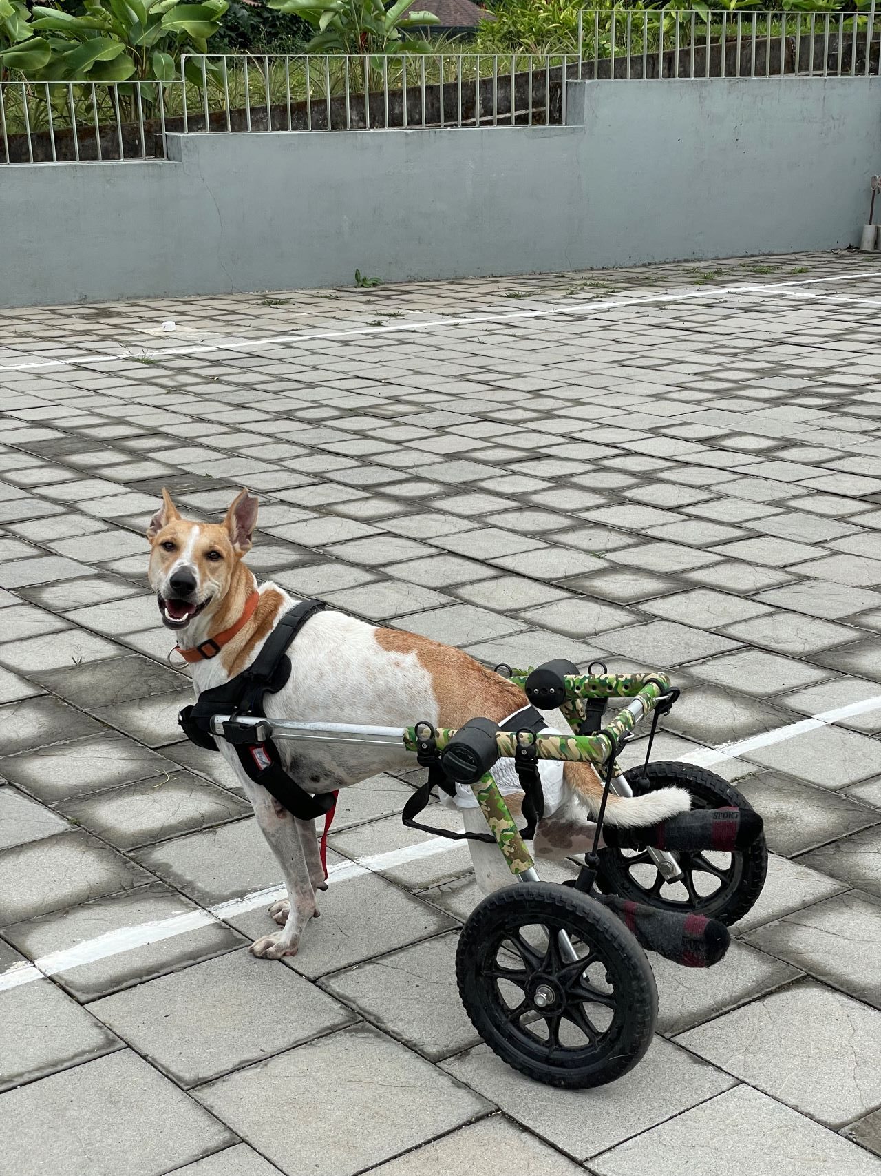 Aurika Coorg - Pet friendly resort in Coorg