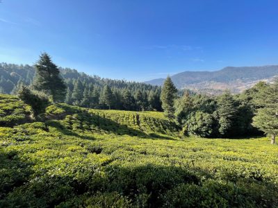 Tourist places in Champawat - Places to visit in Champawat