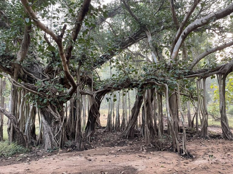 Travel Guide to Pench National Park and Pench Tiger Reserve