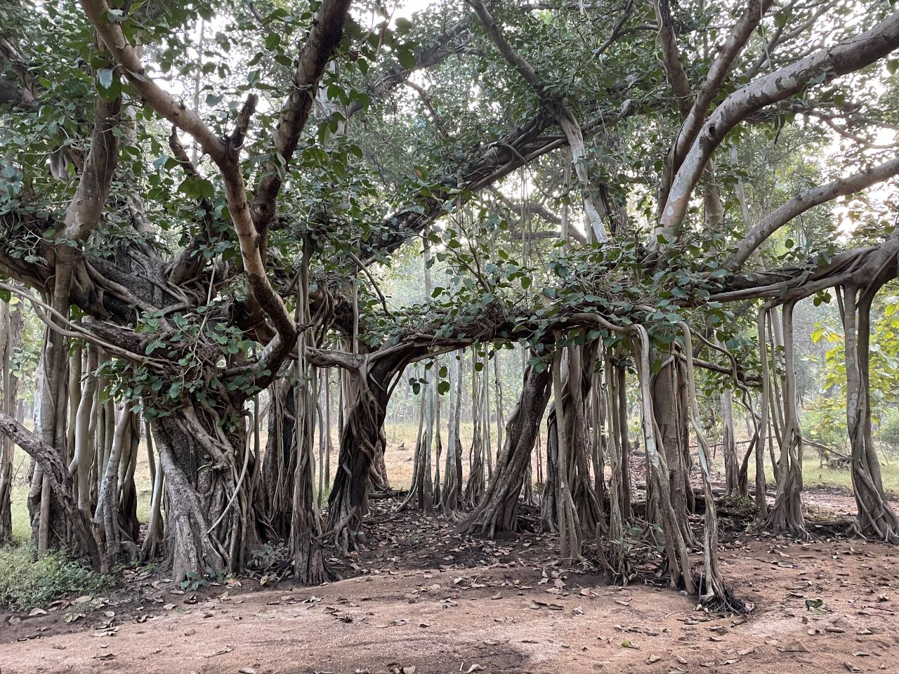 Travel Guide to Pench National Park and Pench Tiger Reserve