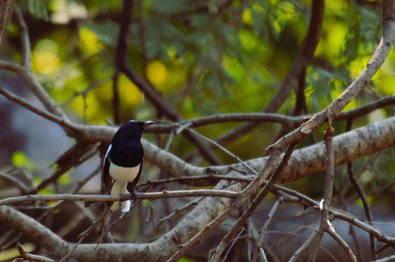 Travel Guide to Pench National Park and Pench Tiger Reserve