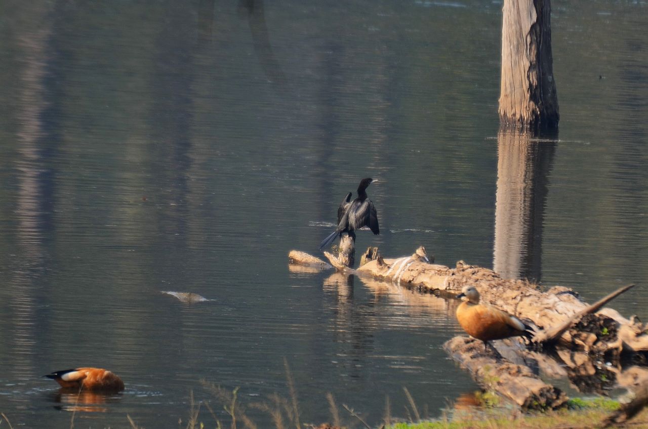 Travel Guide to Pench National Park and Pench Tiger Reserve