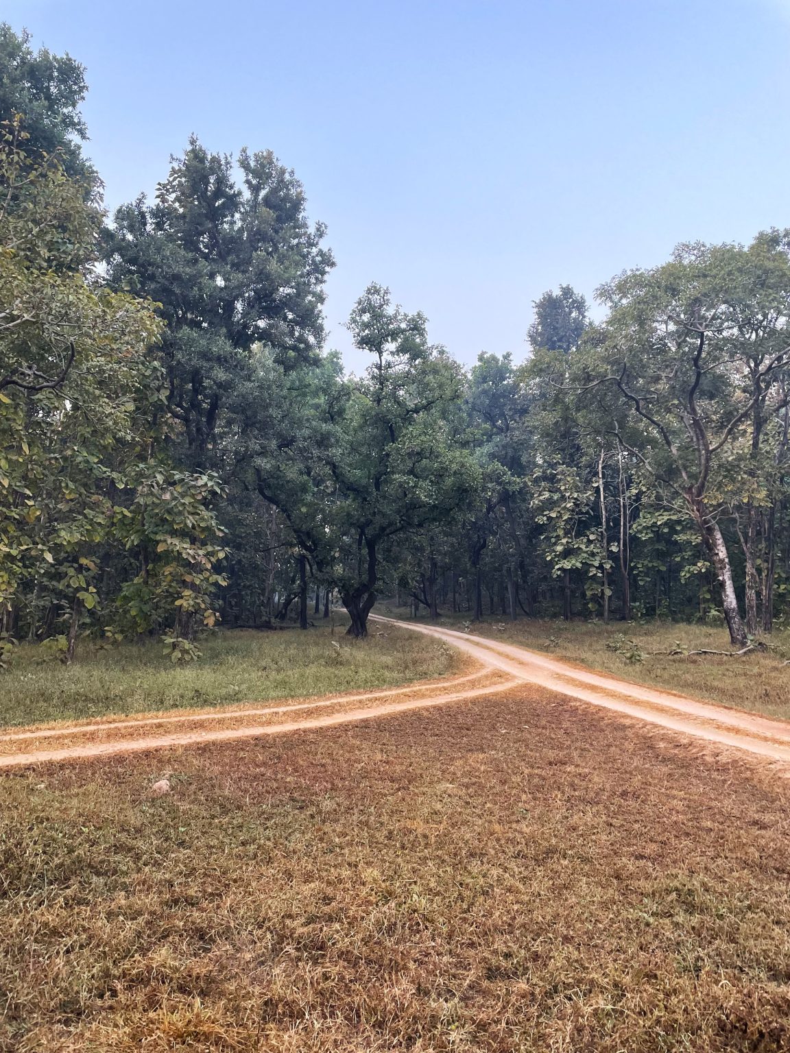 Travel Guide to Pench National Park and Pench Tiger Reserve