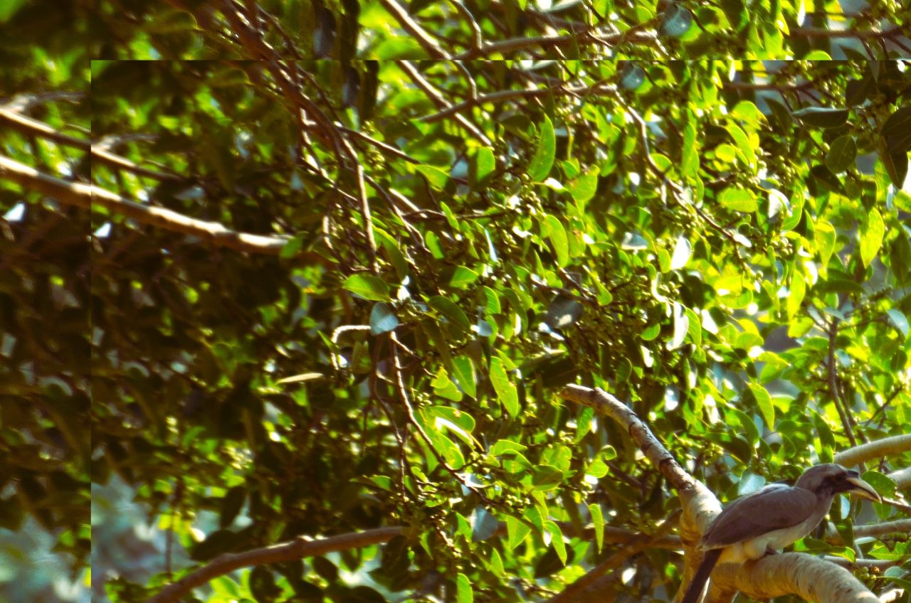 Award winning Pench Tree Lodge - Pugdundee Safaris