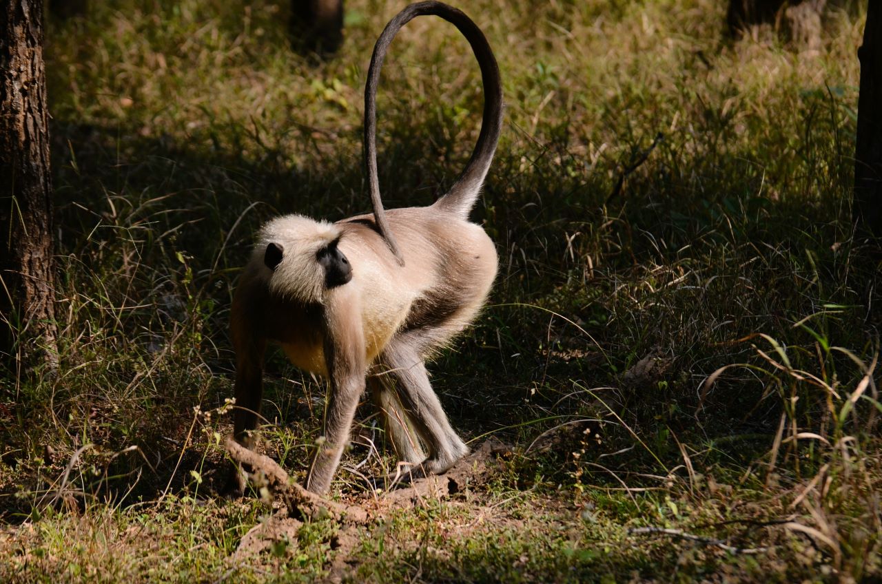 Travel Guide to Pench National Park and Pench Tiger Reserve