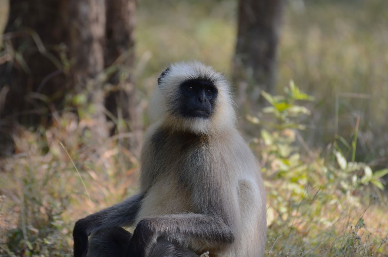 Travel Guide to Pench National Park and Pench Tiger Reserve