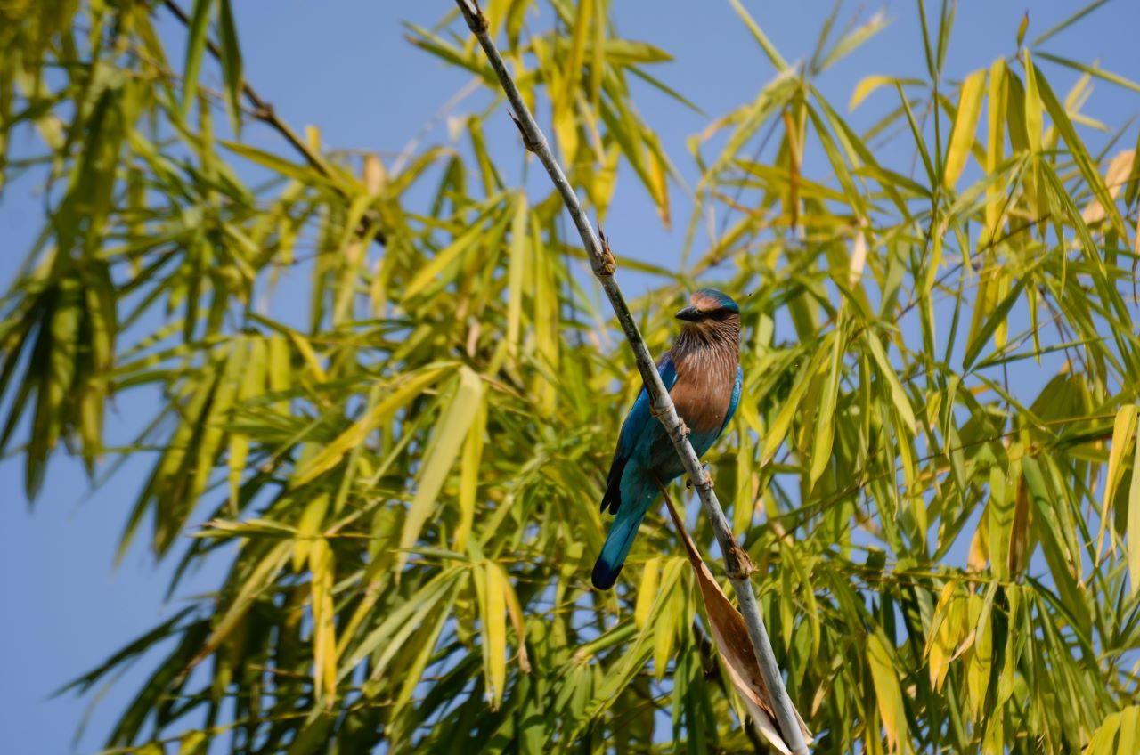 Travel Guide to Pench National Park and Pench Tiger Reserve