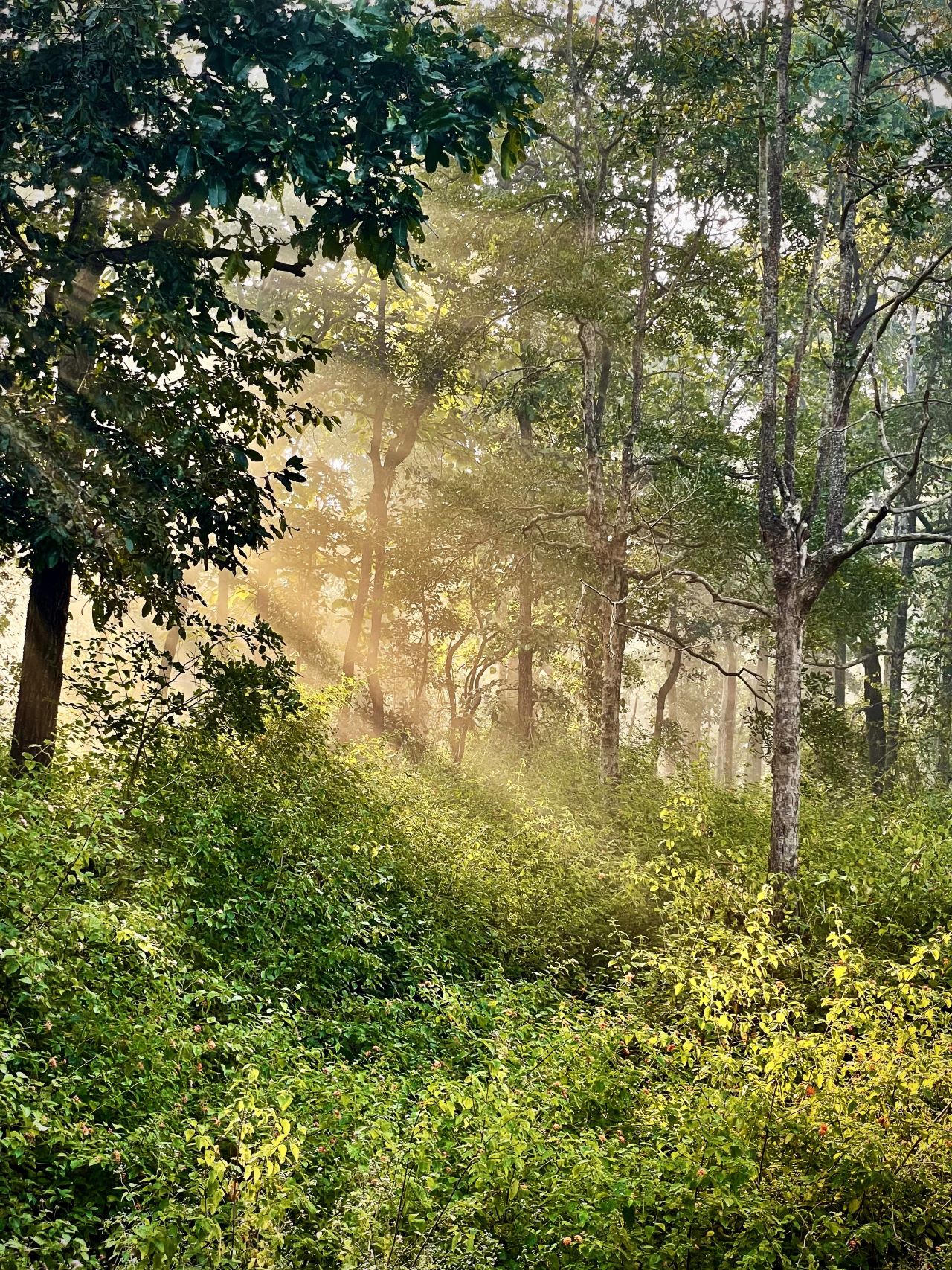 Travel Guide to Pench National Park and Pench Tiger Reserve