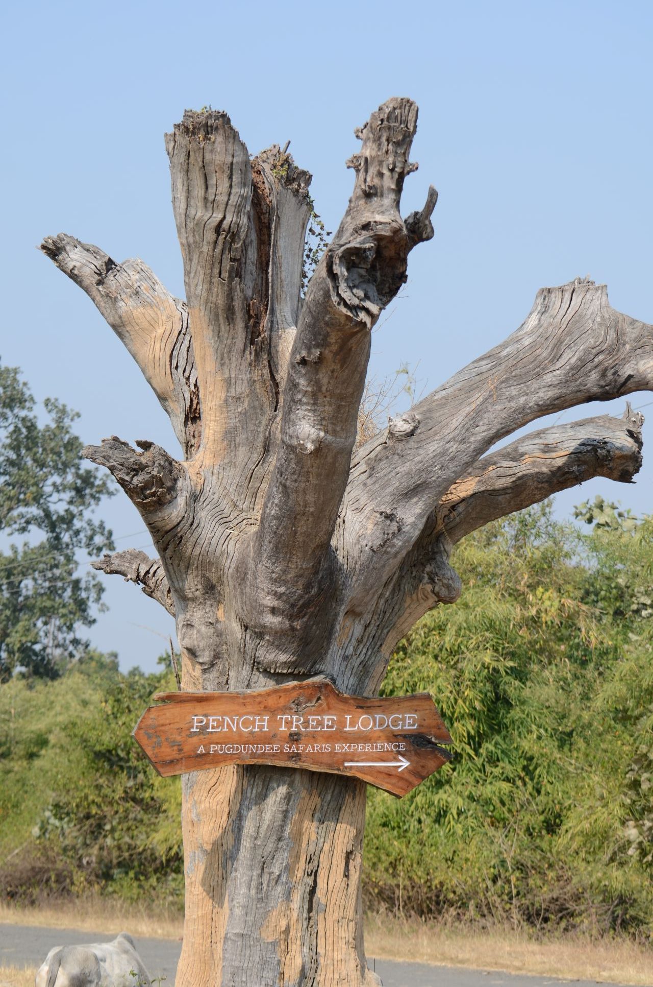 Award winning Pench Tree Lodge - Pugdundee Safaris
