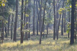 Travel Guide to Pench National Park and Pench Tiger Reserve