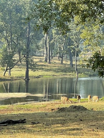 Travel Guide to Pench National Park and Pench Tiger Reserve