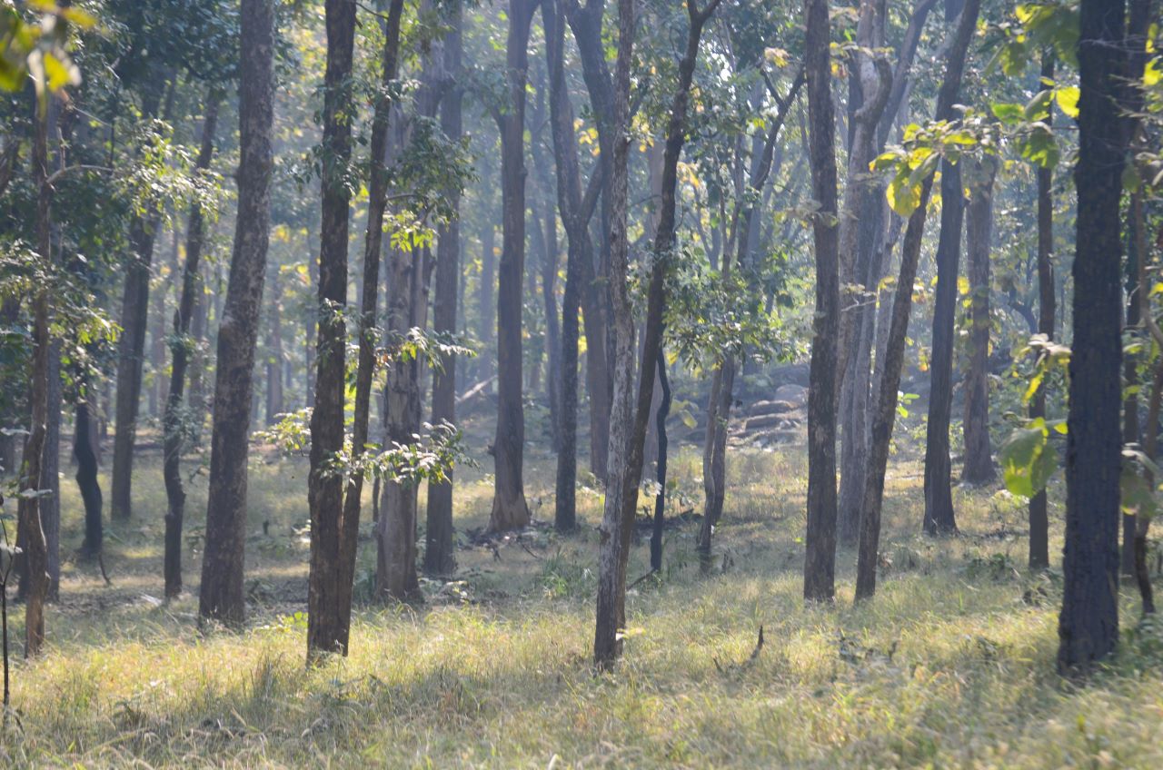 Travel Guide to Pench National Park and Pench Tiger Reserve