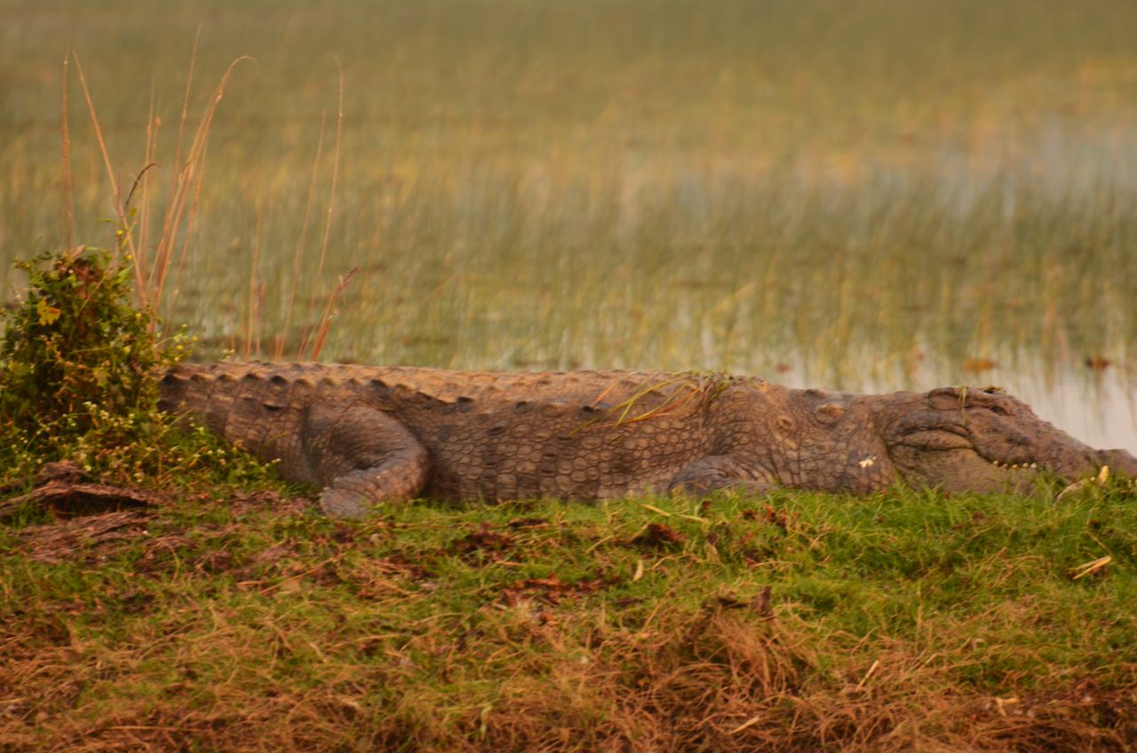 Tadoba National Park - Tadoba Andharai Tiger Reserve Guide