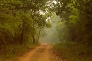 Tadoba National Park - Tadoba Andharai Tiger Reserve Guide