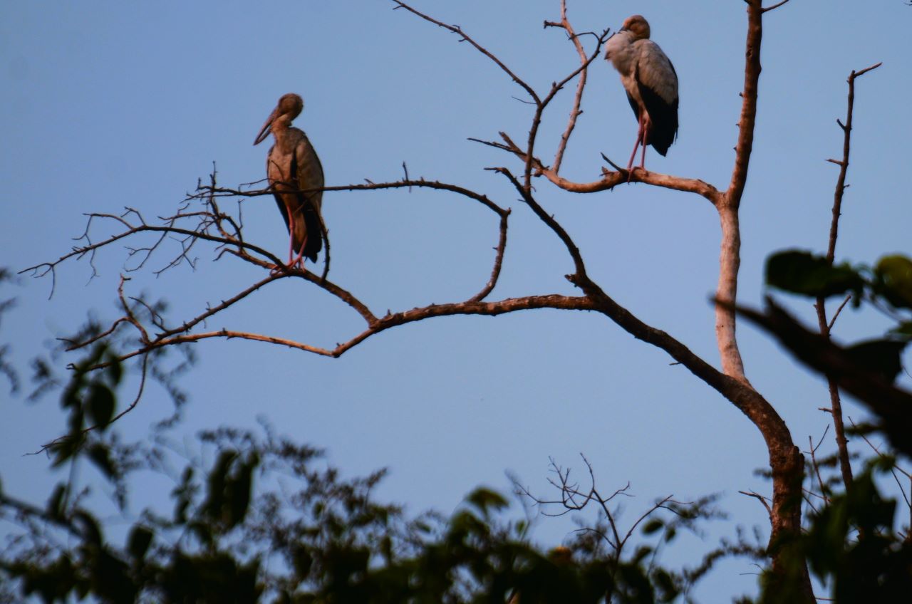 Tadoba National Park - Tadoba Andharai Tiger Reserve Guide