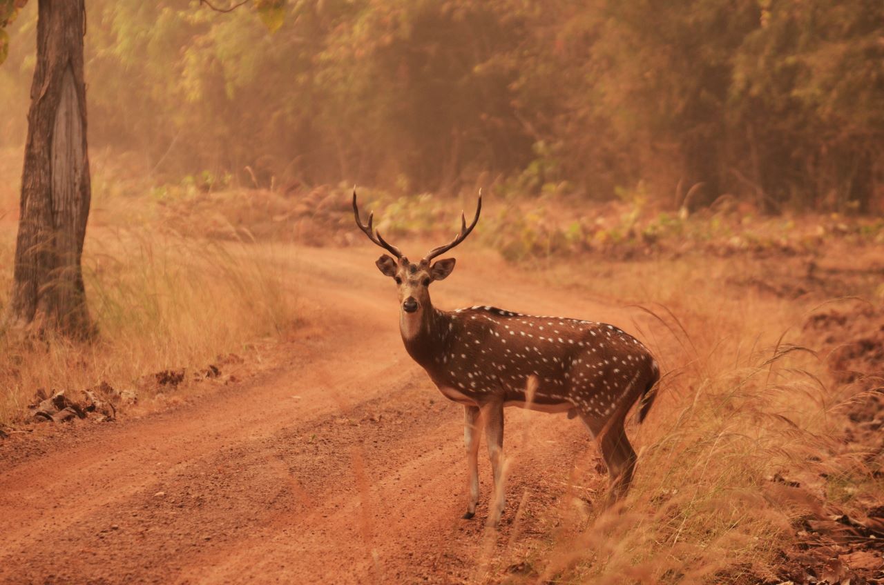 Tadoba National Park - Tadoba Andharai Tiger Reserve Guide