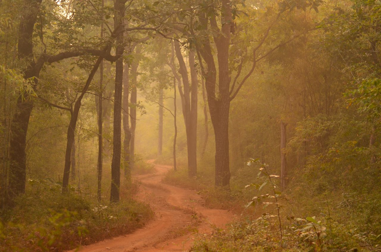 Tadoba National Park - Tadoba Andharai Tiger Reserve Guide