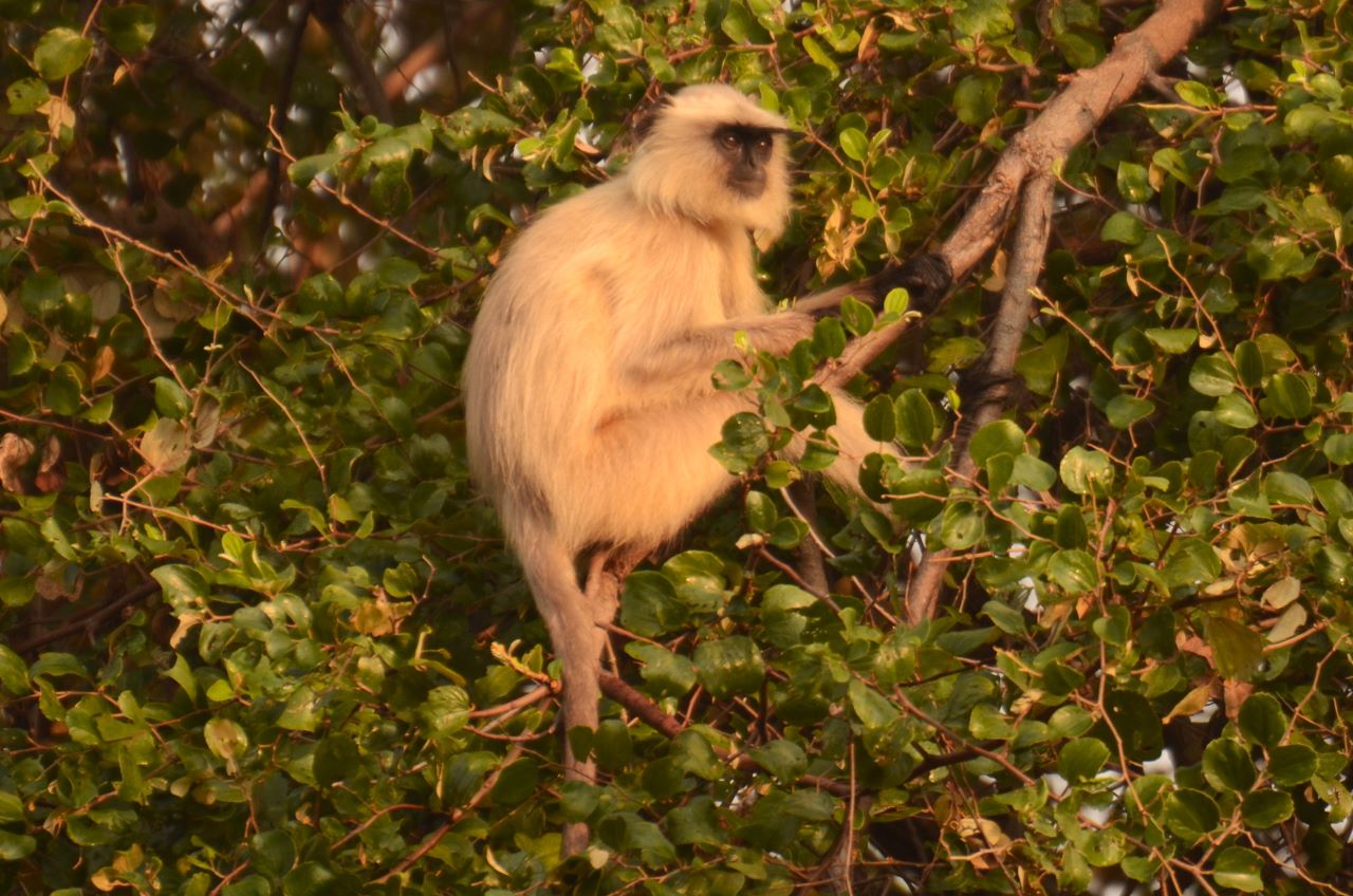Tadoba National Park - Tadoba Andharai Tiger Reserve Guide