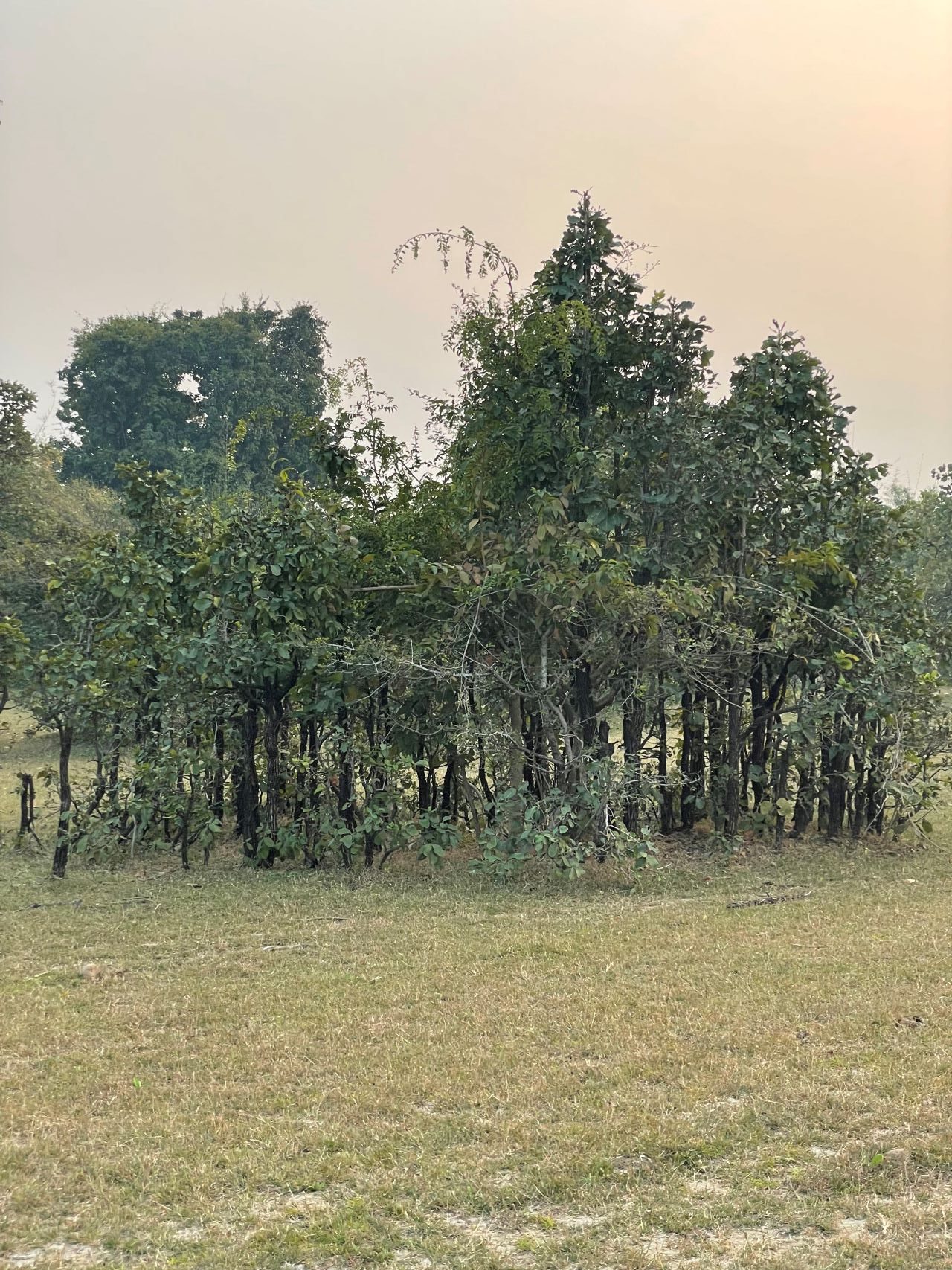 Waghoba Eco Lodge - Sustainable safari lodges in Tadoba