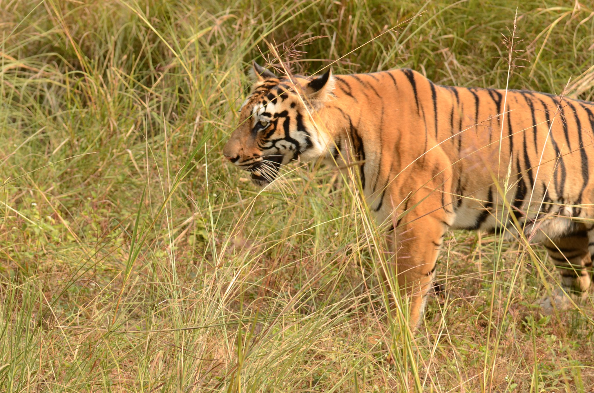 Tadoba National Park - Tadoba Andharai Tiger Reserve Guide