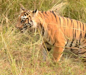 Tadoba National Park - Tadoba Andharai Tiger Reserve Guide