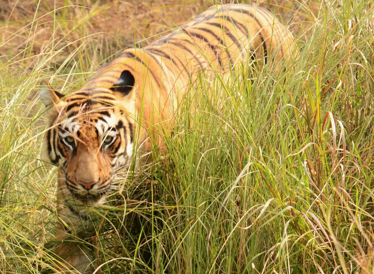 Tadoba National Park - Tadoba Andharai Tiger Reserve Guide