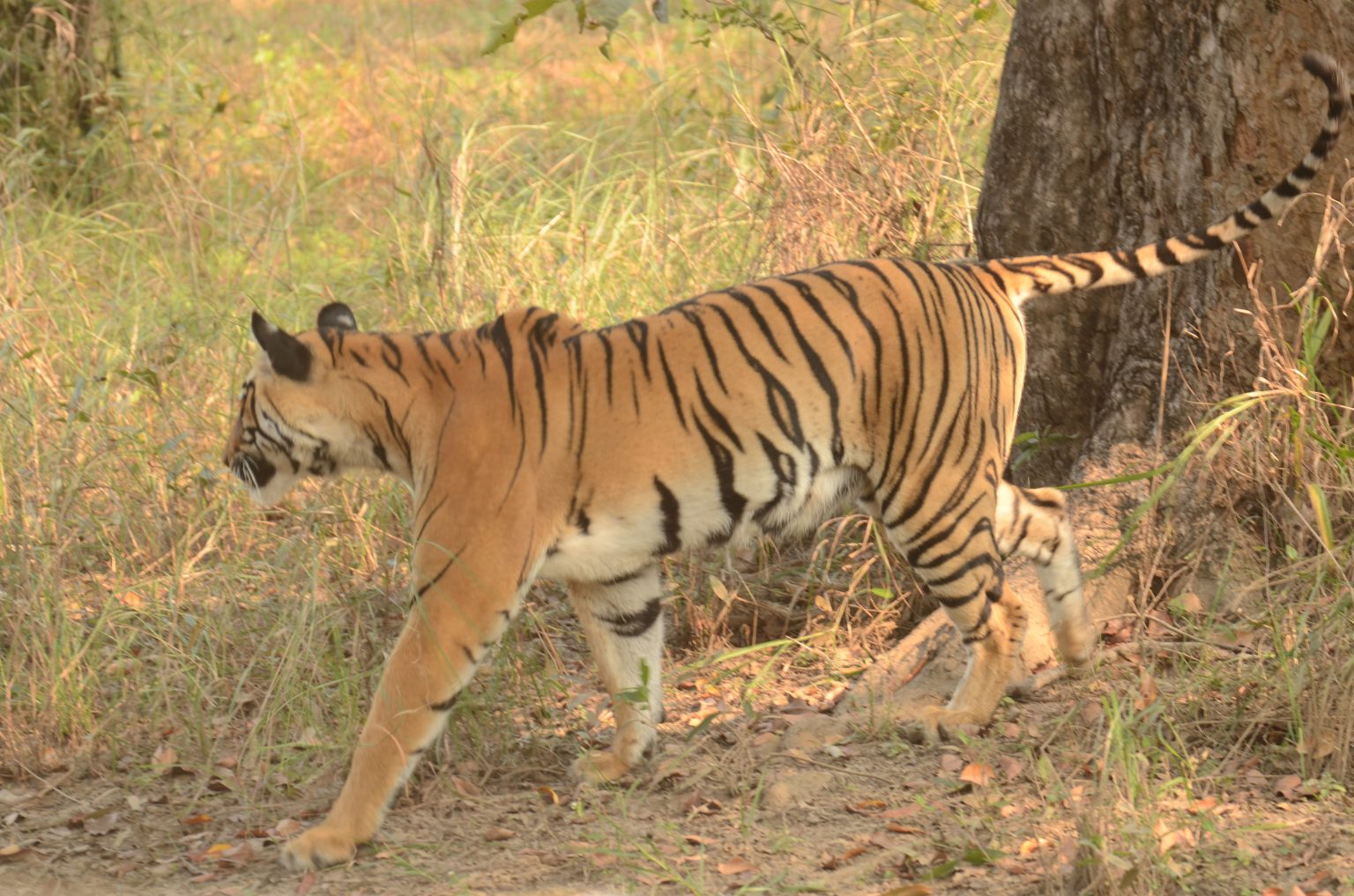 Tadoba National Park - Tadoba Andharai Tiger Reserve Guide